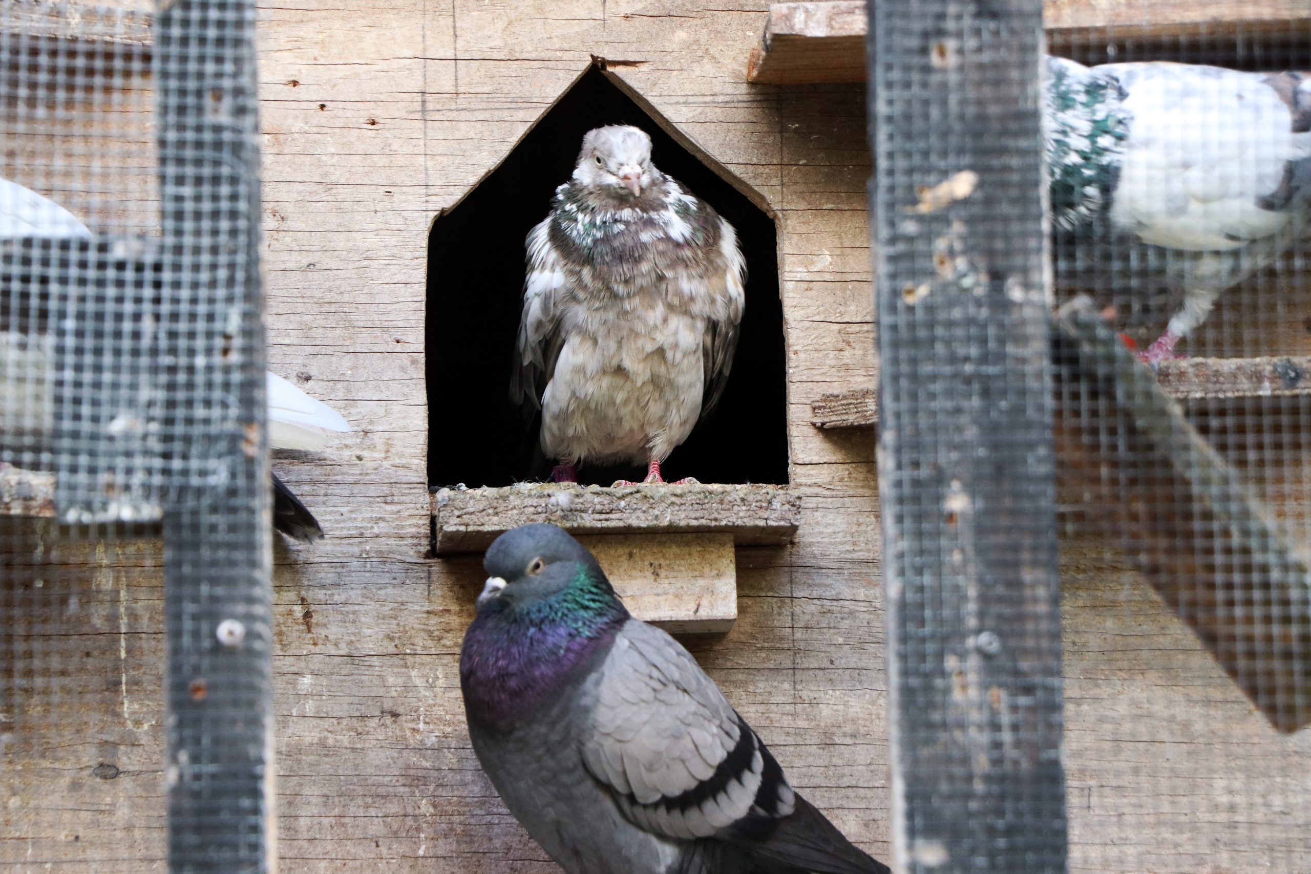 Coach Coop's pigeons